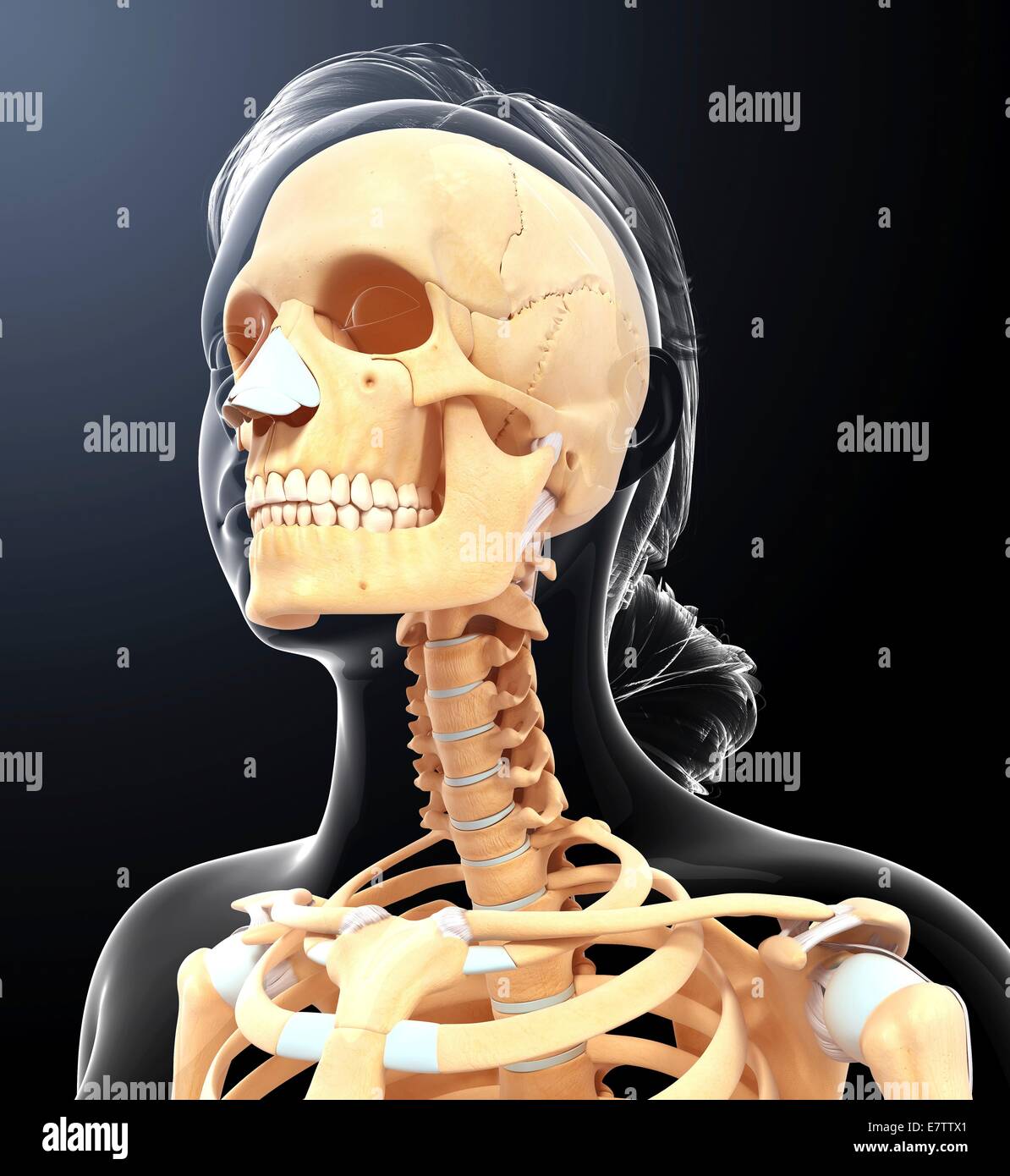 Human skull, computer artwork Stock Photo - Alamy