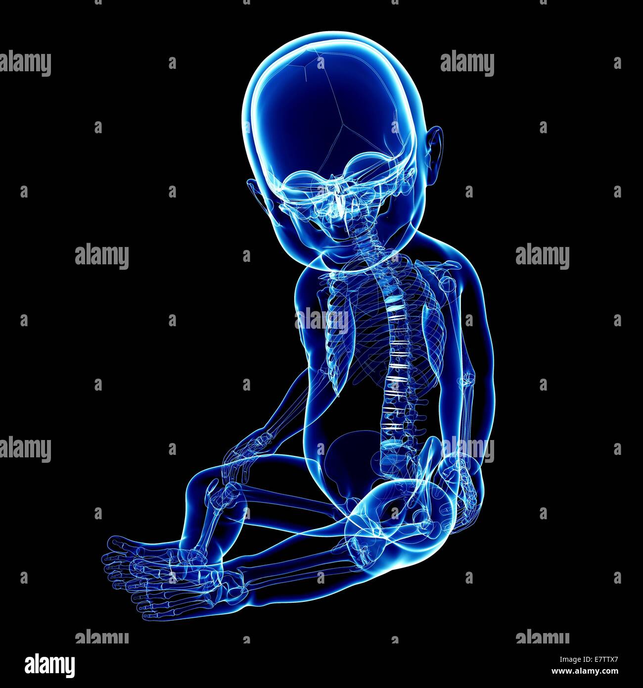 Babys skeletal system hi-res stock photography and images - Alamy