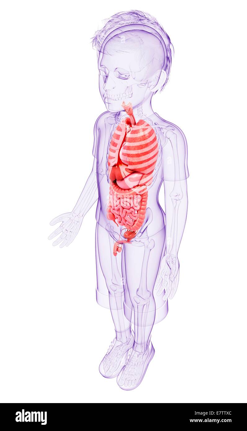 Human anatomy, computer artwork Stock Photo - Alamy