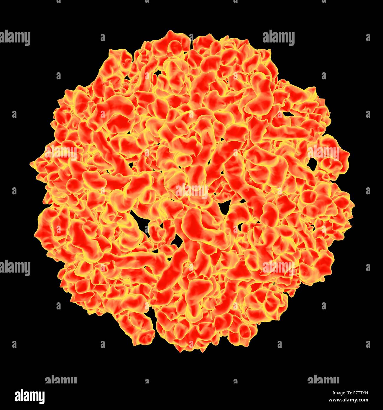 West nile virus particle hi-res stock photography and images - Alamy