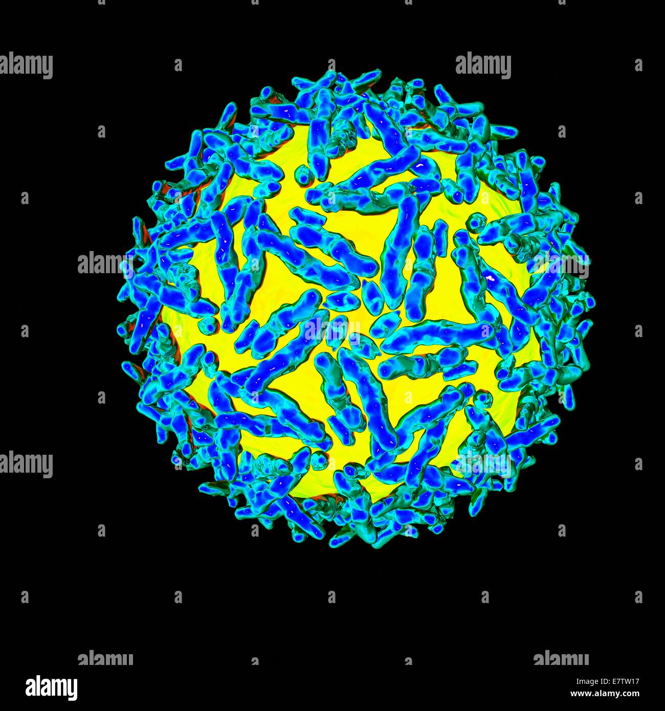 Adeno associated virus hi-res stock photography and images - Alamy
