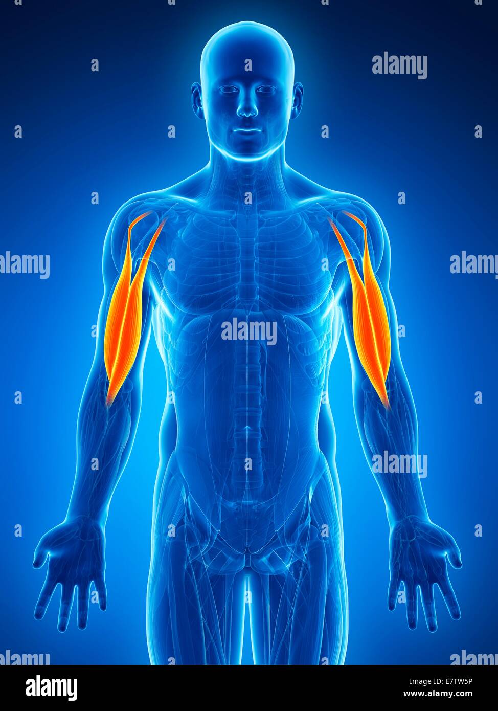 Human arm muscles, computer artwork Stock Photo - Alamy