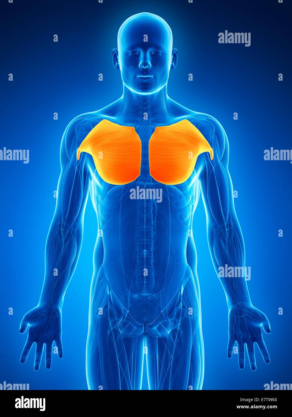 Chest muscles artwork hi-res stock photography and images - Alamy