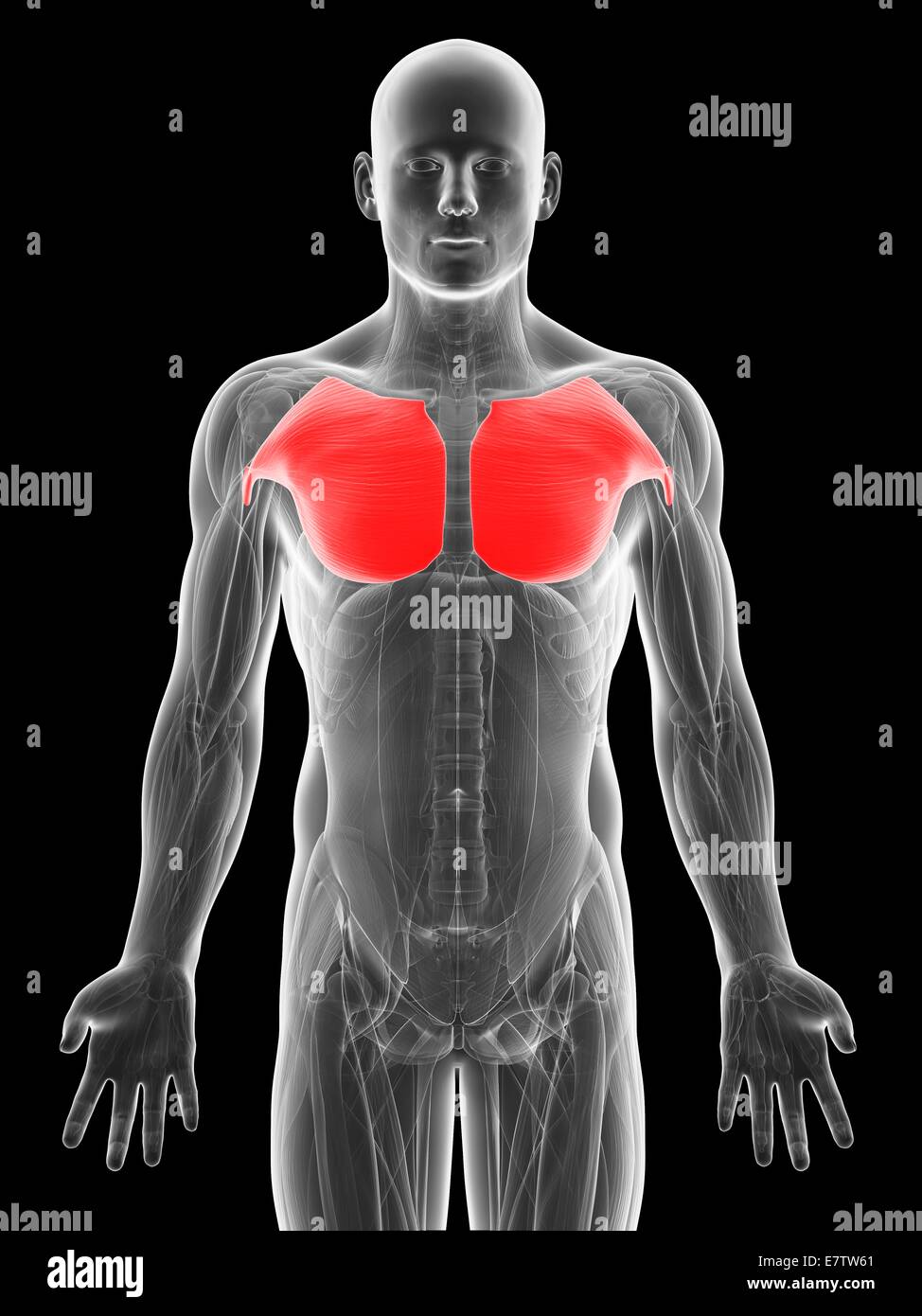 Chest Muscles Artwork High Resolution Stock Photography and Images - Alamy