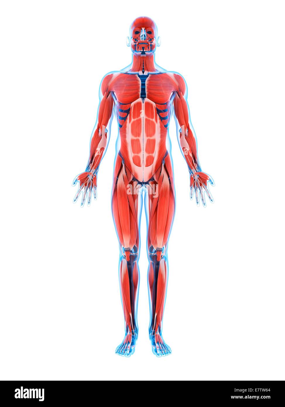 Human muscular system, computer artwork Stock Photo - Alamy