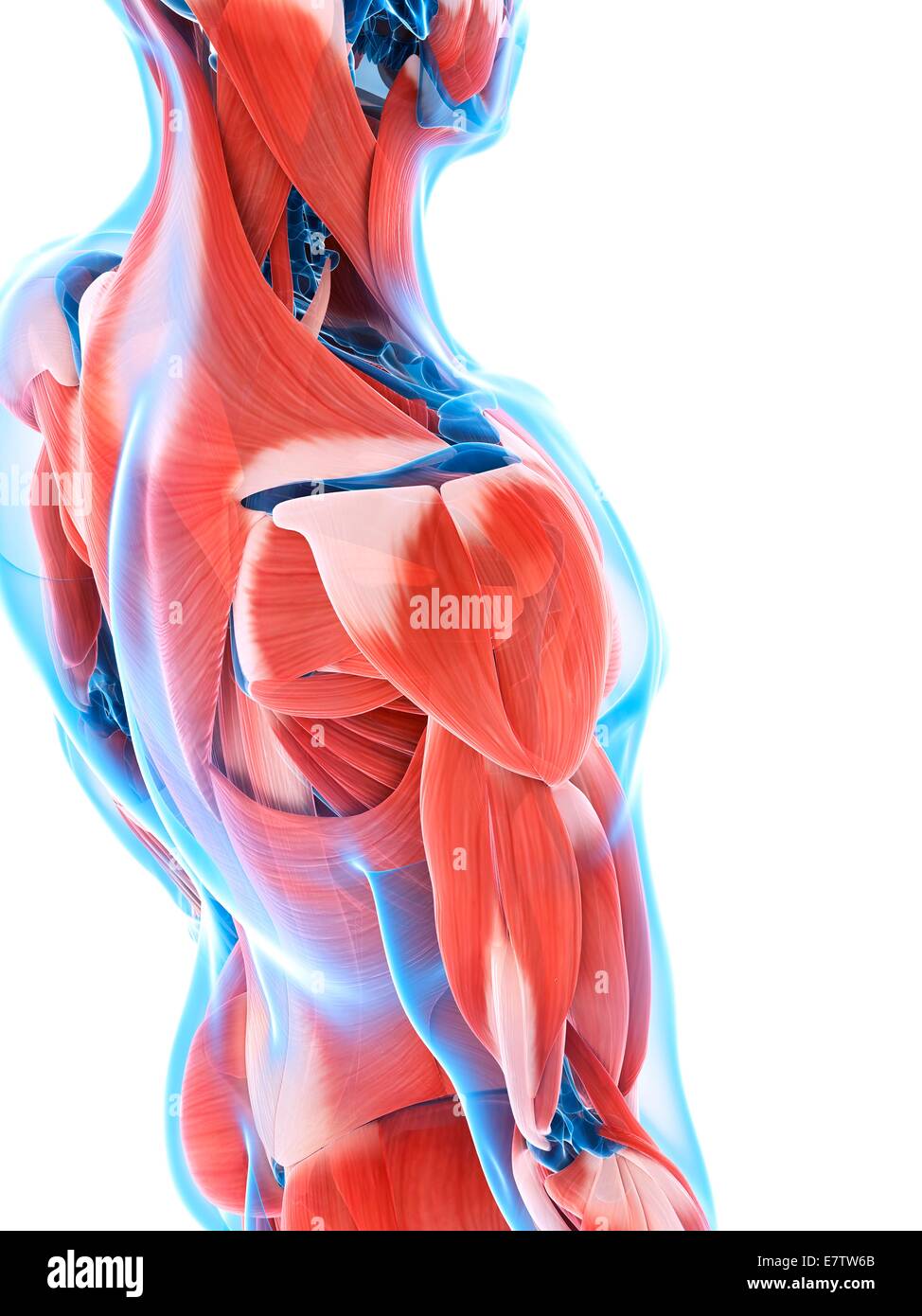 Human shoulder muscles, computer artwork Stock Photo - Alamy