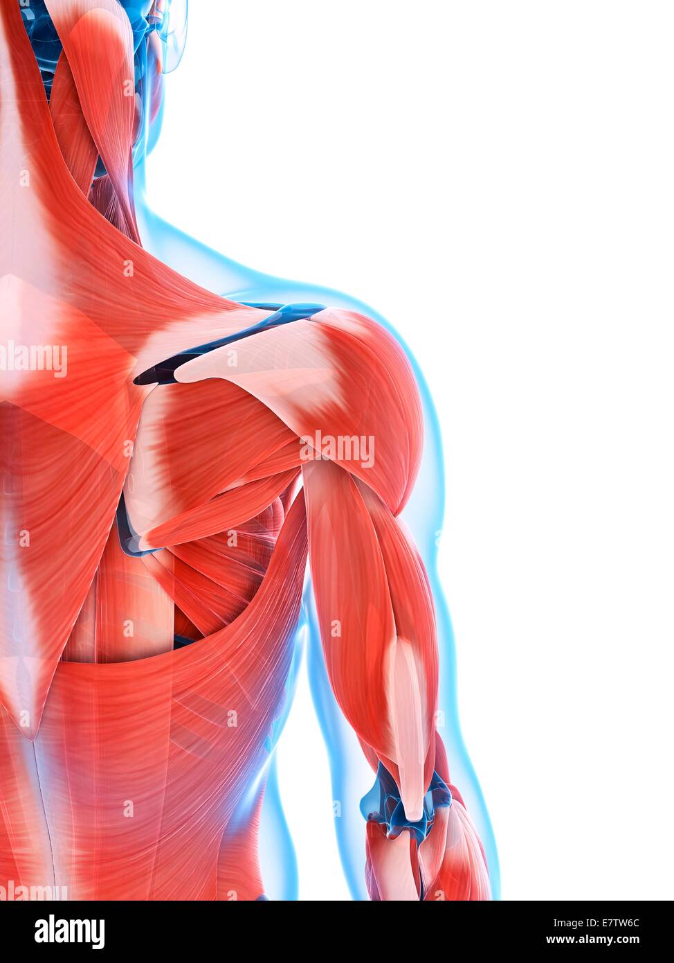 Human back muscles, computer artwork Stock Photo - Alamy