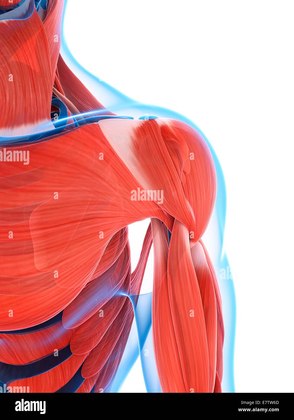 Human shoulder muscles, computer artwork Stock Photo - Alamy