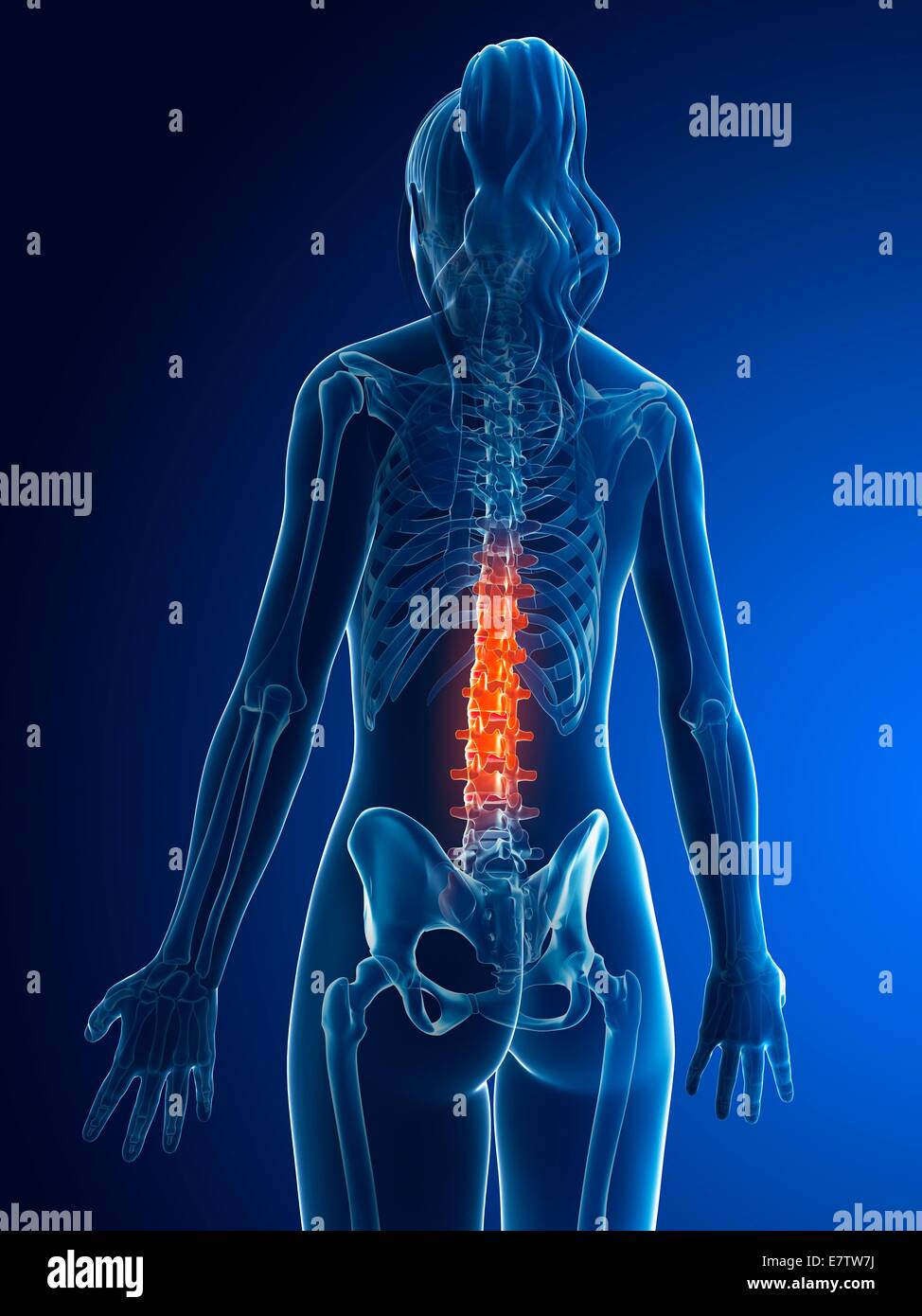 Lumbar spine anatomy female hi-res stock photography and images - Alamy