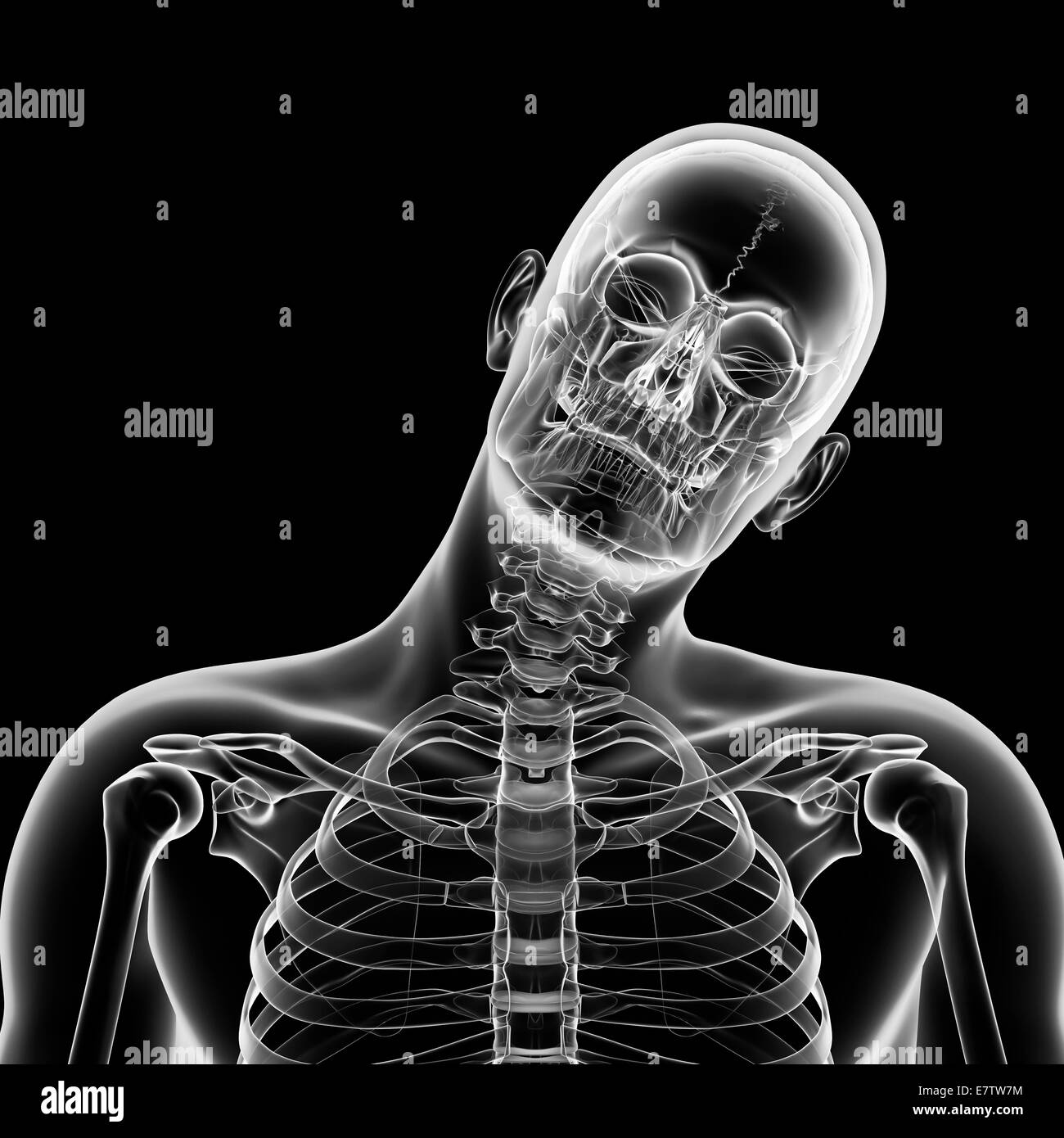 Human skull and neck bones, computer artwork Stock Photo - Alamy