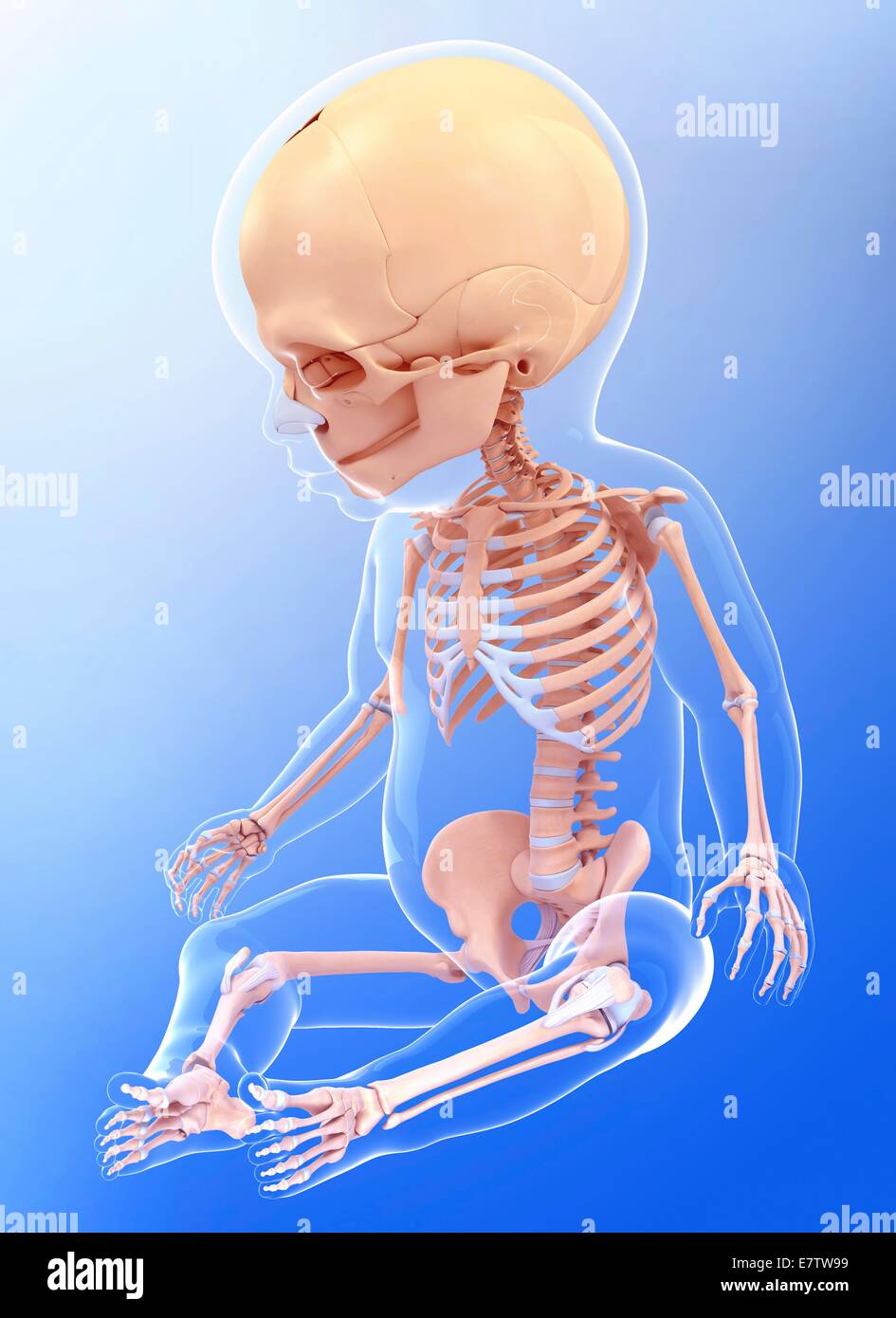 Baby's skeletal system, computer artwork Stock Photo - Alamy