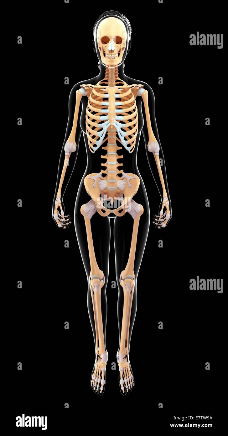 Human skeletal system, computer artwork Stock Photo - Alamy