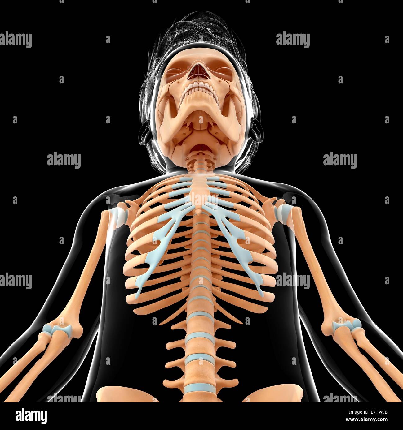 Human skeletal system, computer artwork Stock Photo - Alamy