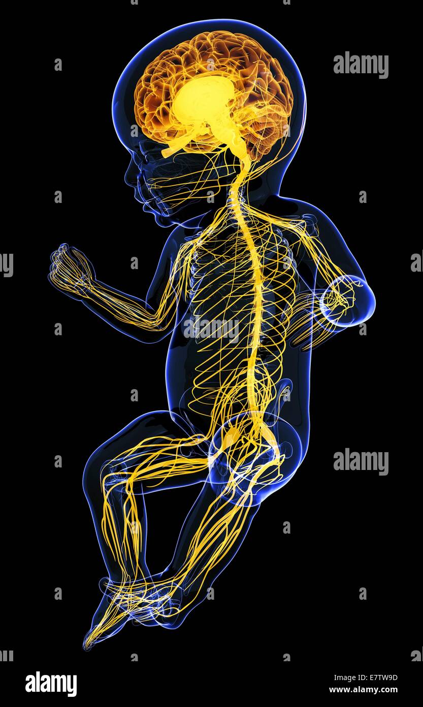 Baby's nervous system, computer artwork Stock Photo - Alamy