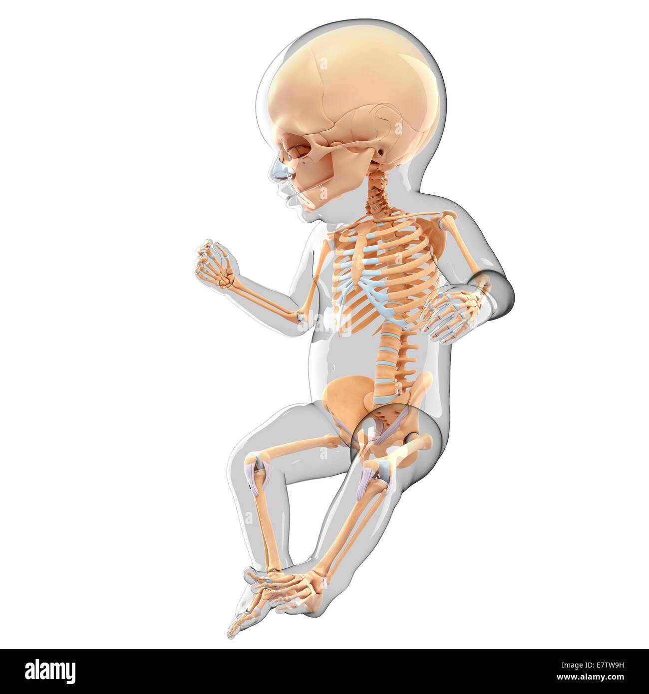 Human skeletal system, computer artwork Stock Photo - Alamy