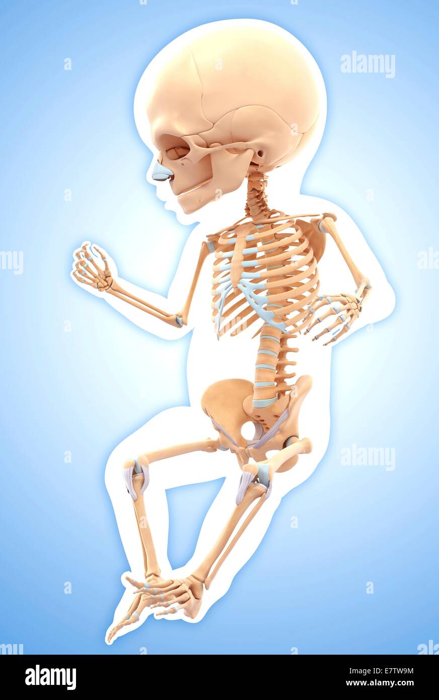 Human baby skeleton hi-res stock photography and images - Alamy