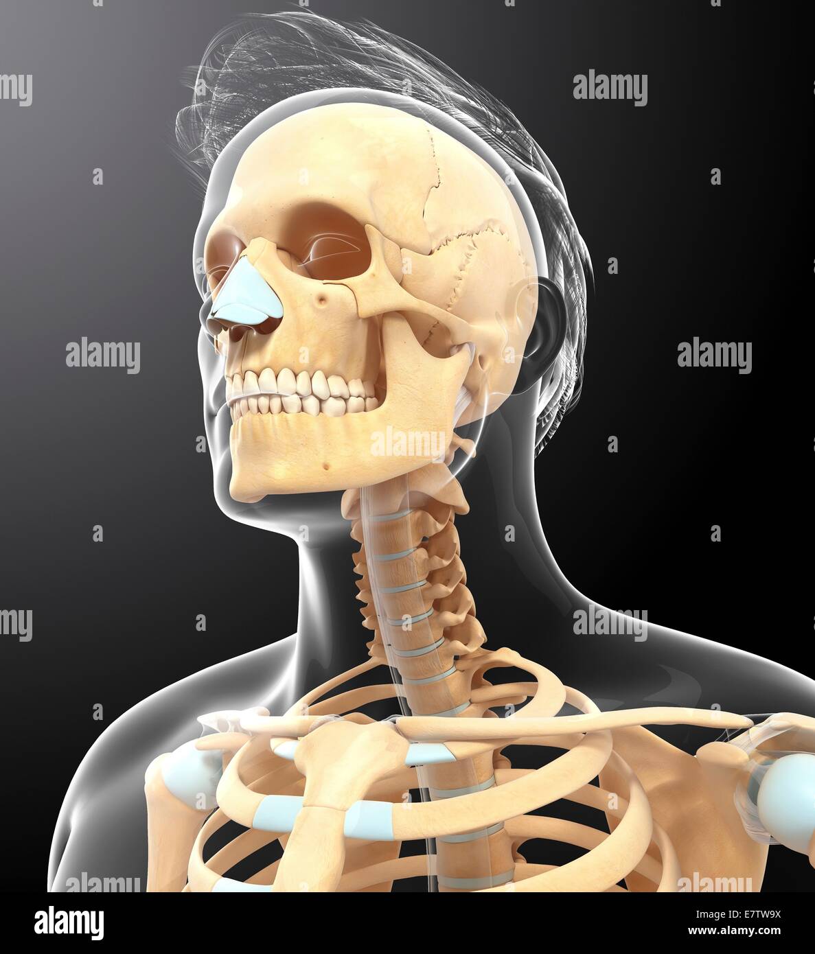 Human skull, computer artwork Stock Photo - Alamy
