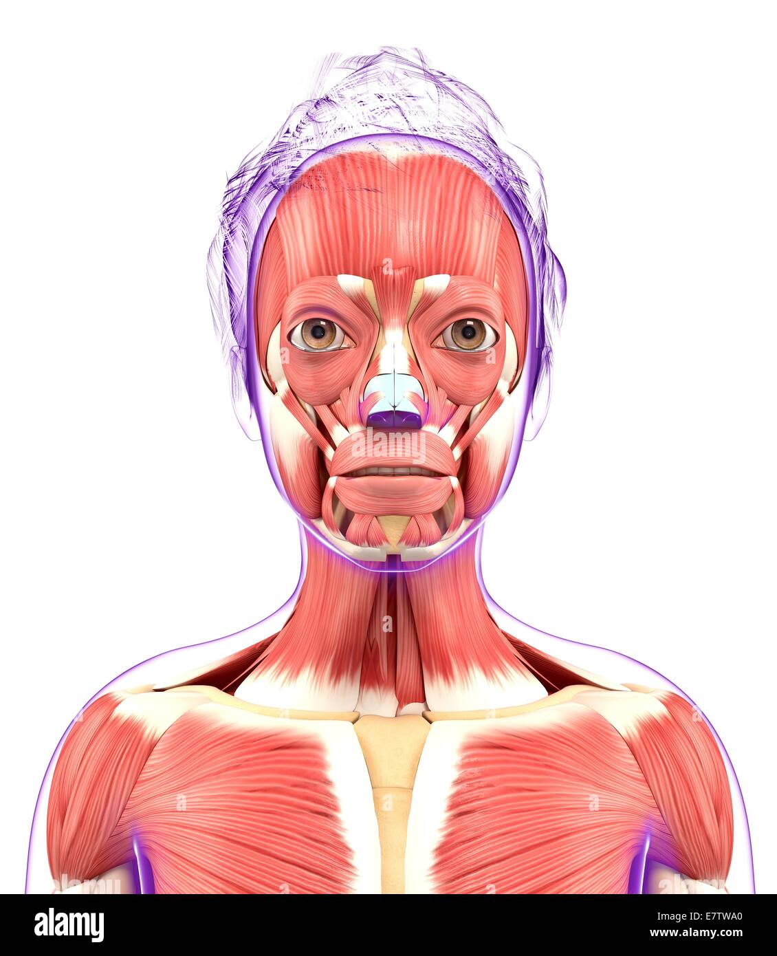 Human muscular system, computer artwork Stock Photo - Alamy