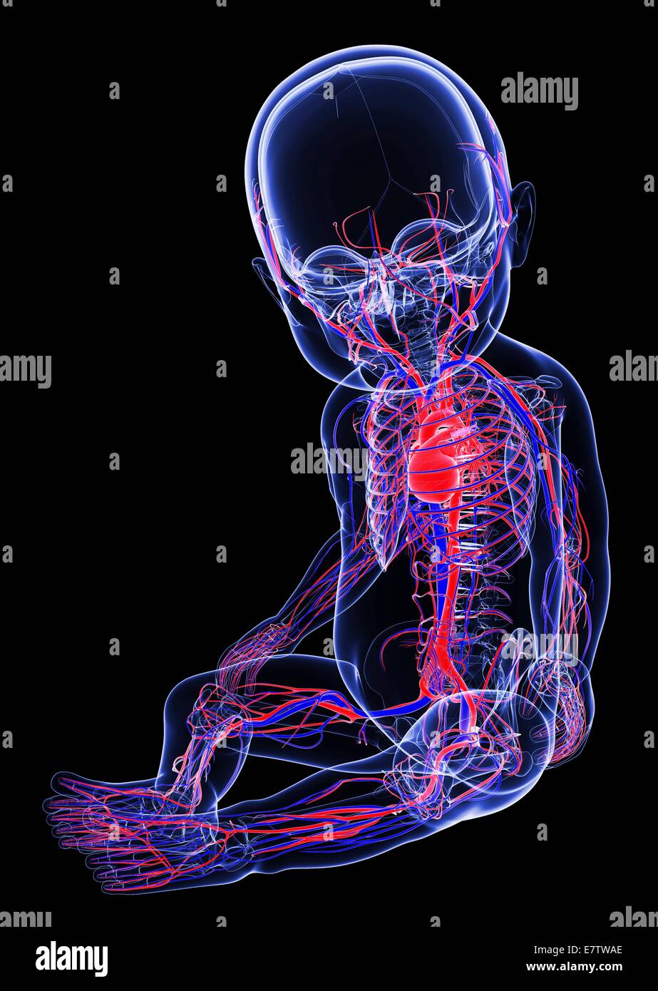 Baby's cardiovascular system, computer artwork Stock Photo - Alamy
