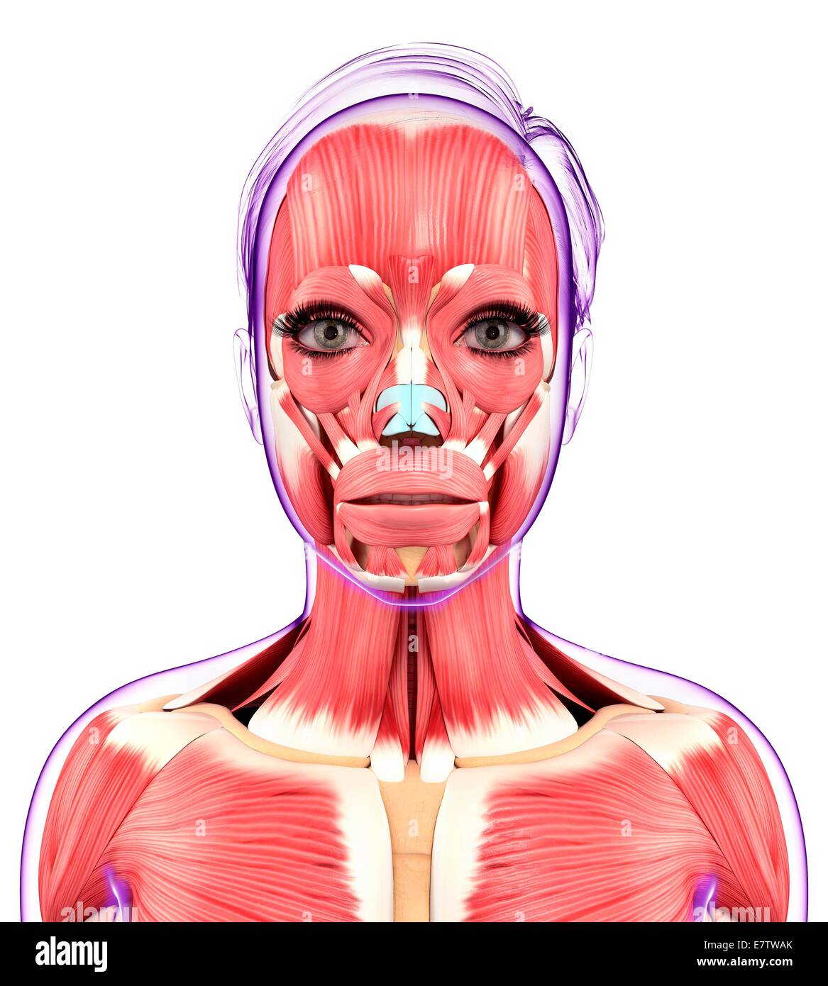 Human muscular system, computer artwork Stock Photo - Alamy