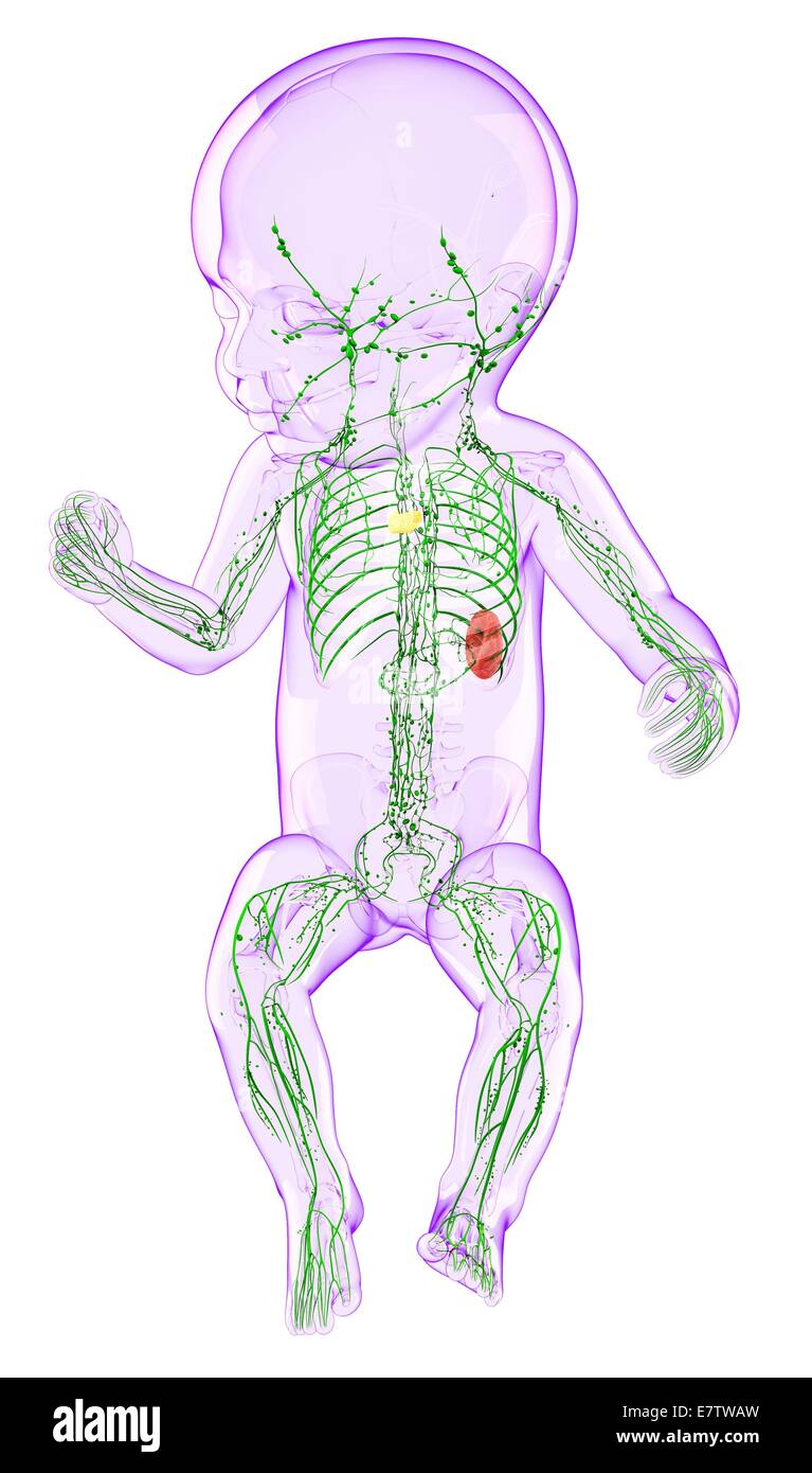 Baby's lymphatic system, computer artwork Stock Photo - Alamy