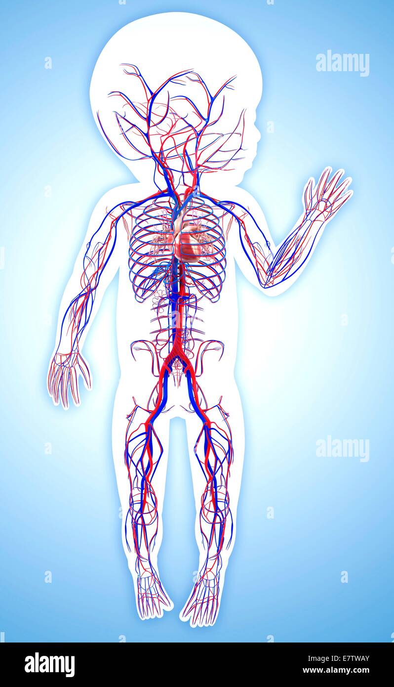 Baby's cardiovascular system, computer artwork Stock Photo - Alamy
