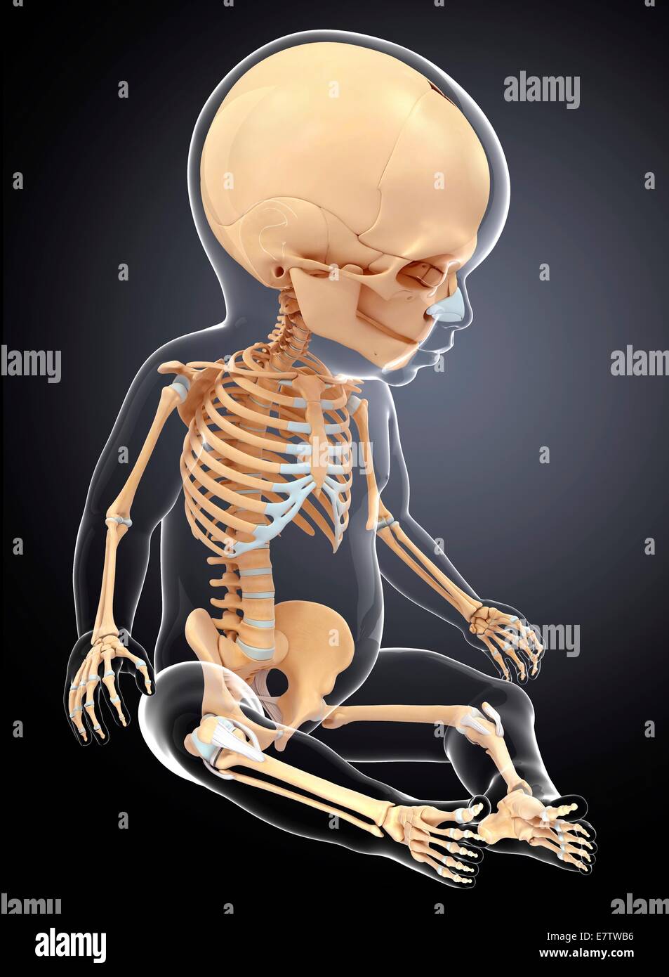 Baby's skeletal system, computer artwork Stock Photo - Alamy