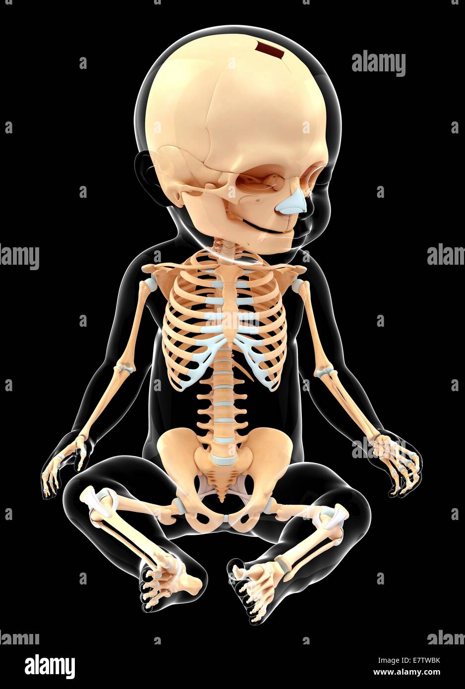 Baby's skeletal system, computer artwork Stock Photo - Alamy