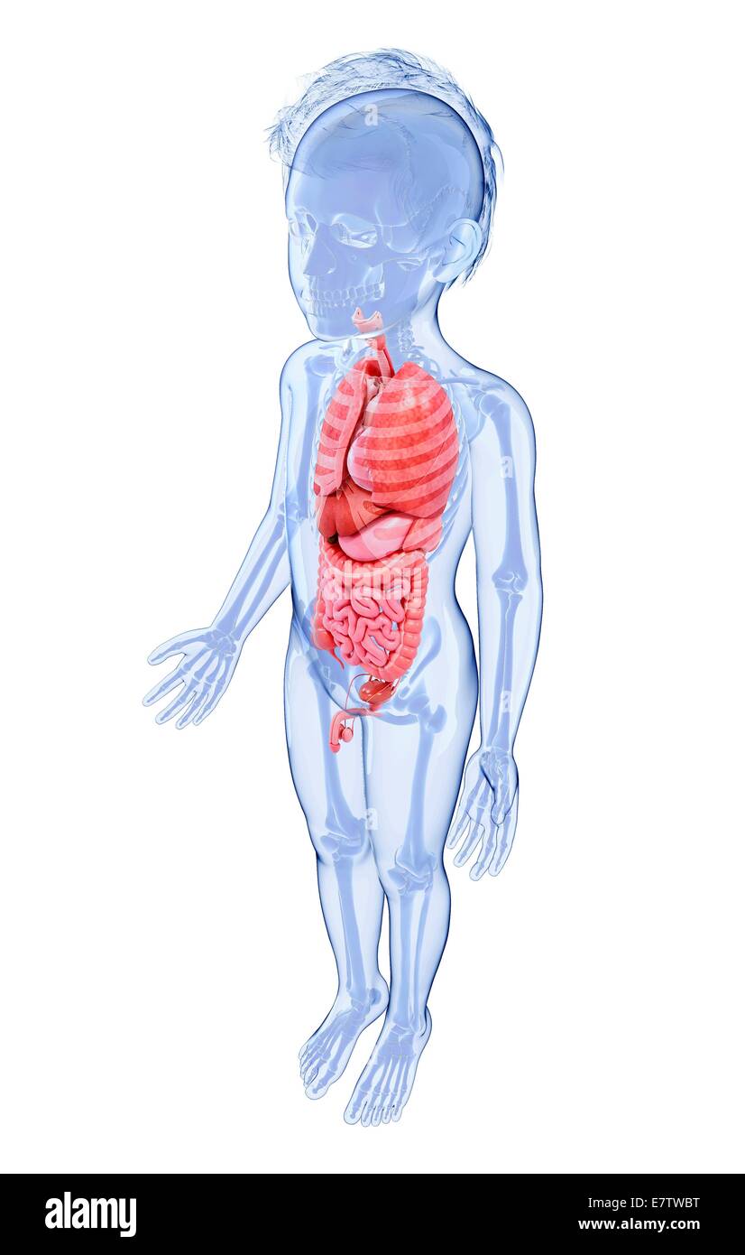 Human anatomy, computer artwork Stock Photo - Alamy