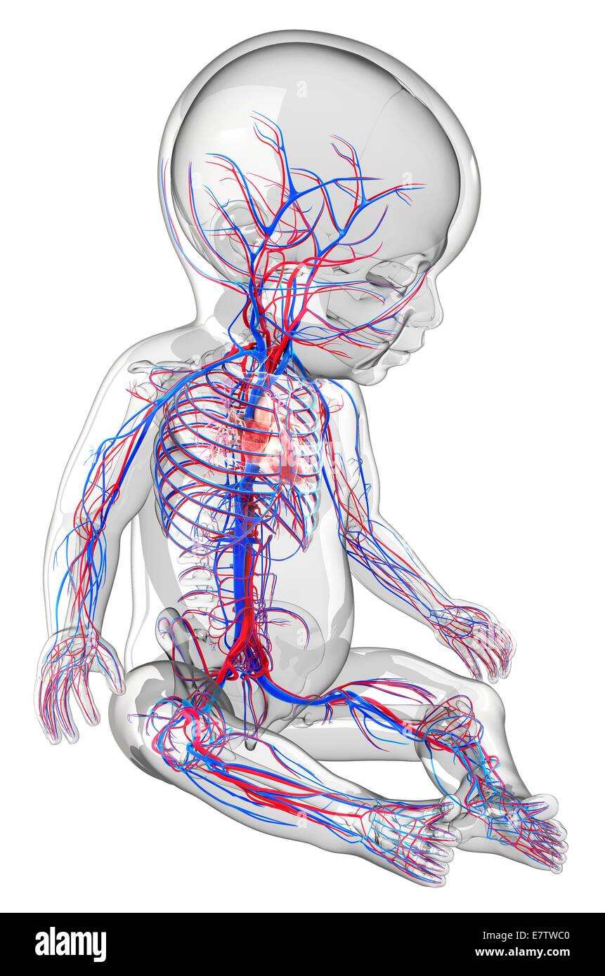 Baby's cardiovascular system, computer artwork Stock Photo - Alamy
