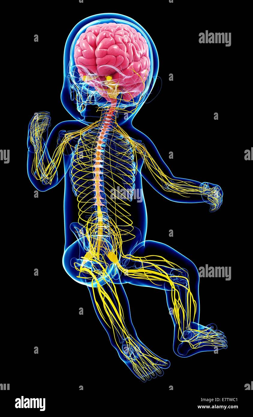 Baby's nervous system, computer artwork Stock Photo - Alamy