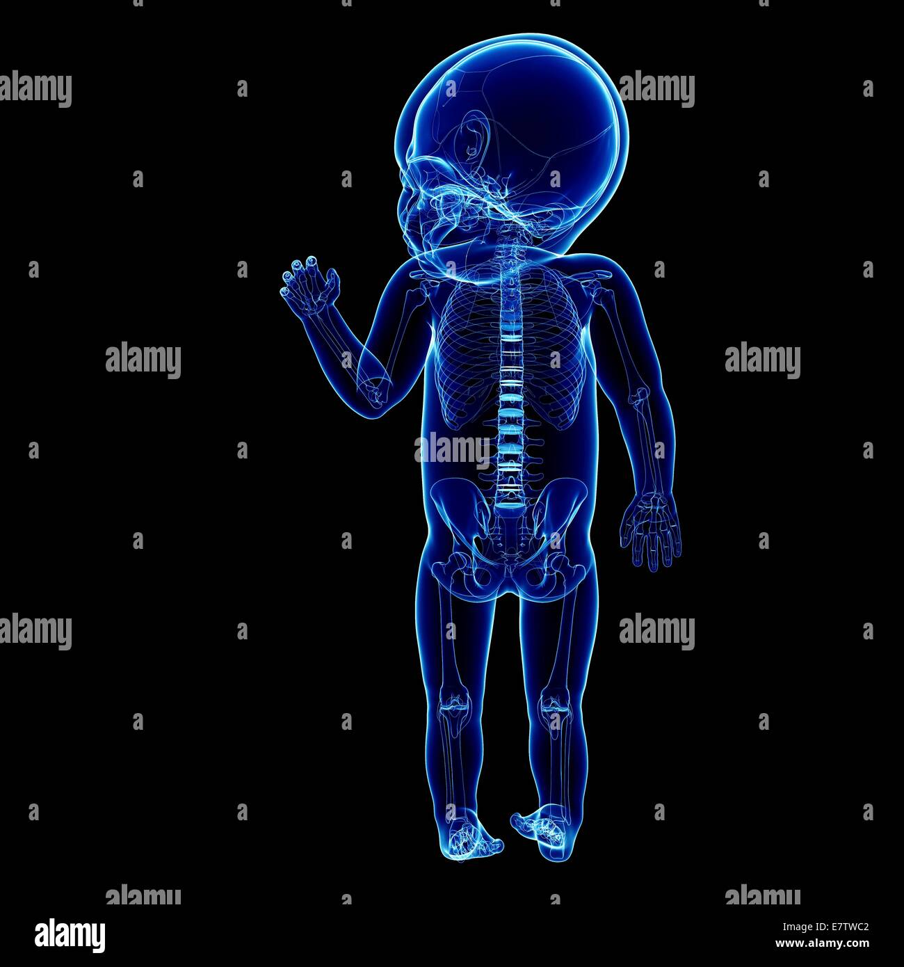Babys skeletal system hi-res stock photography and images - Alamy