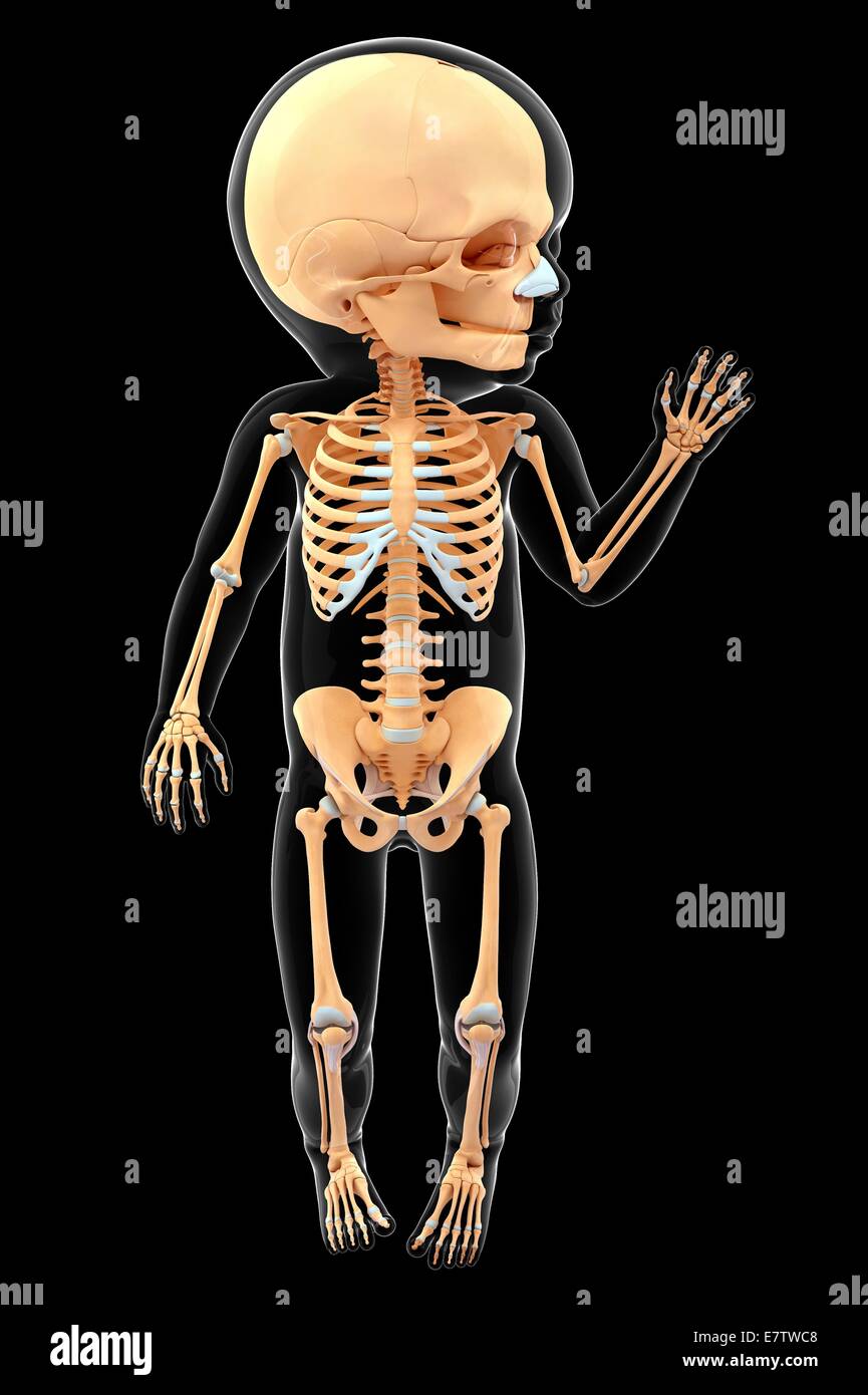 Babys skeletal system hi-res stock photography and images - Alamy