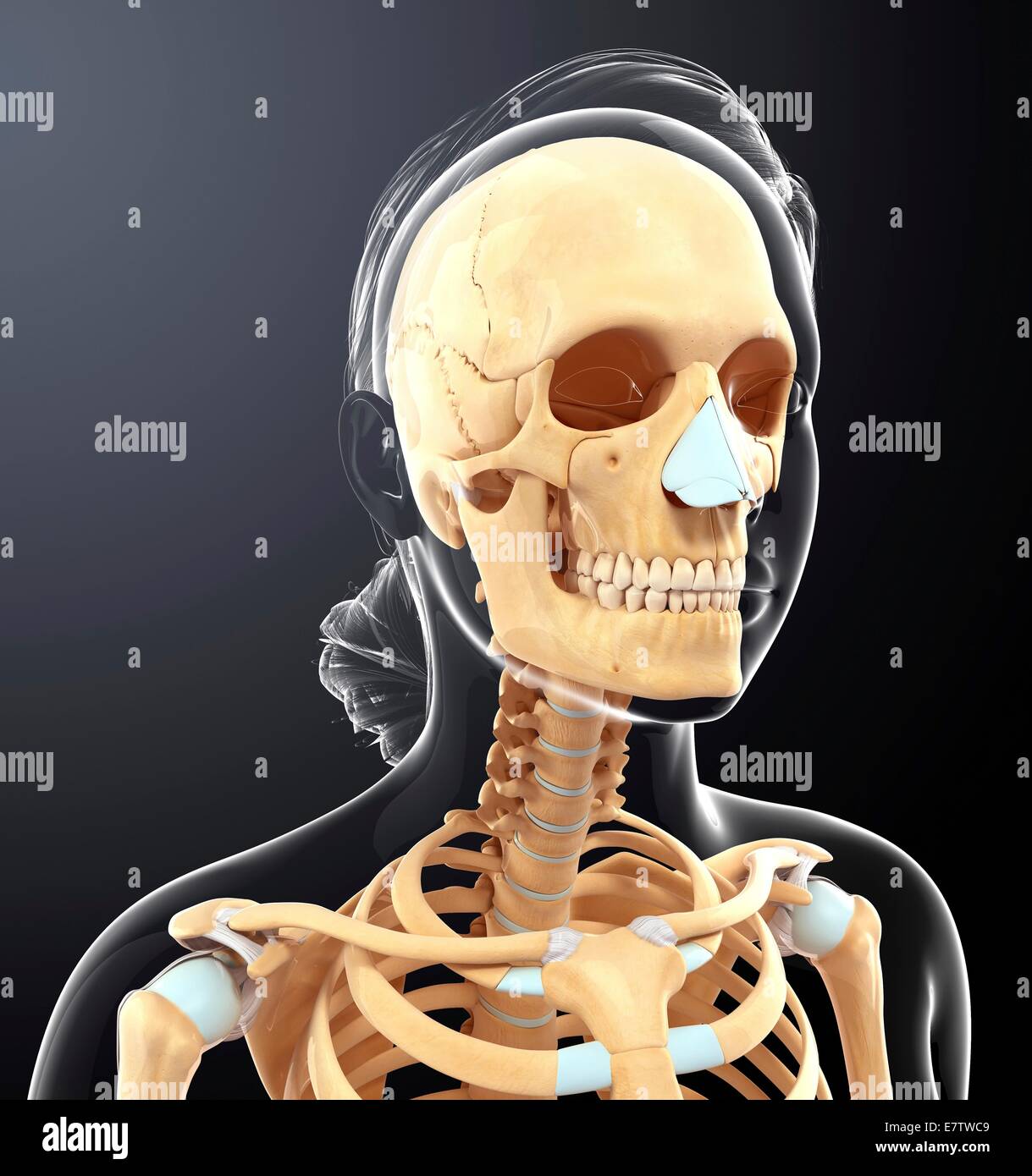 Human skull, computer artwork Stock Photo - Alamy