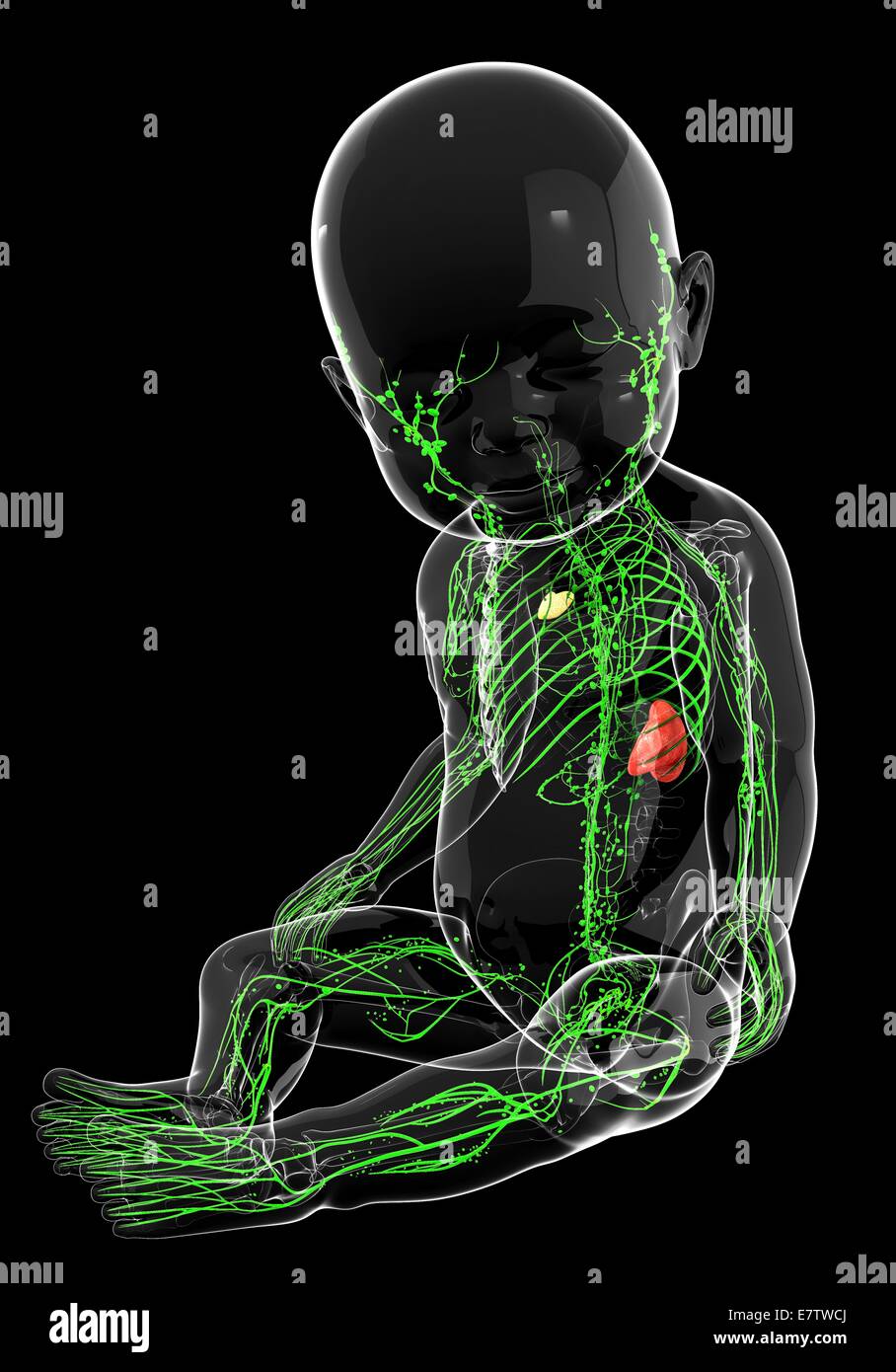 Baby's lymphatic system, computer artwork Stock Photo - Alamy