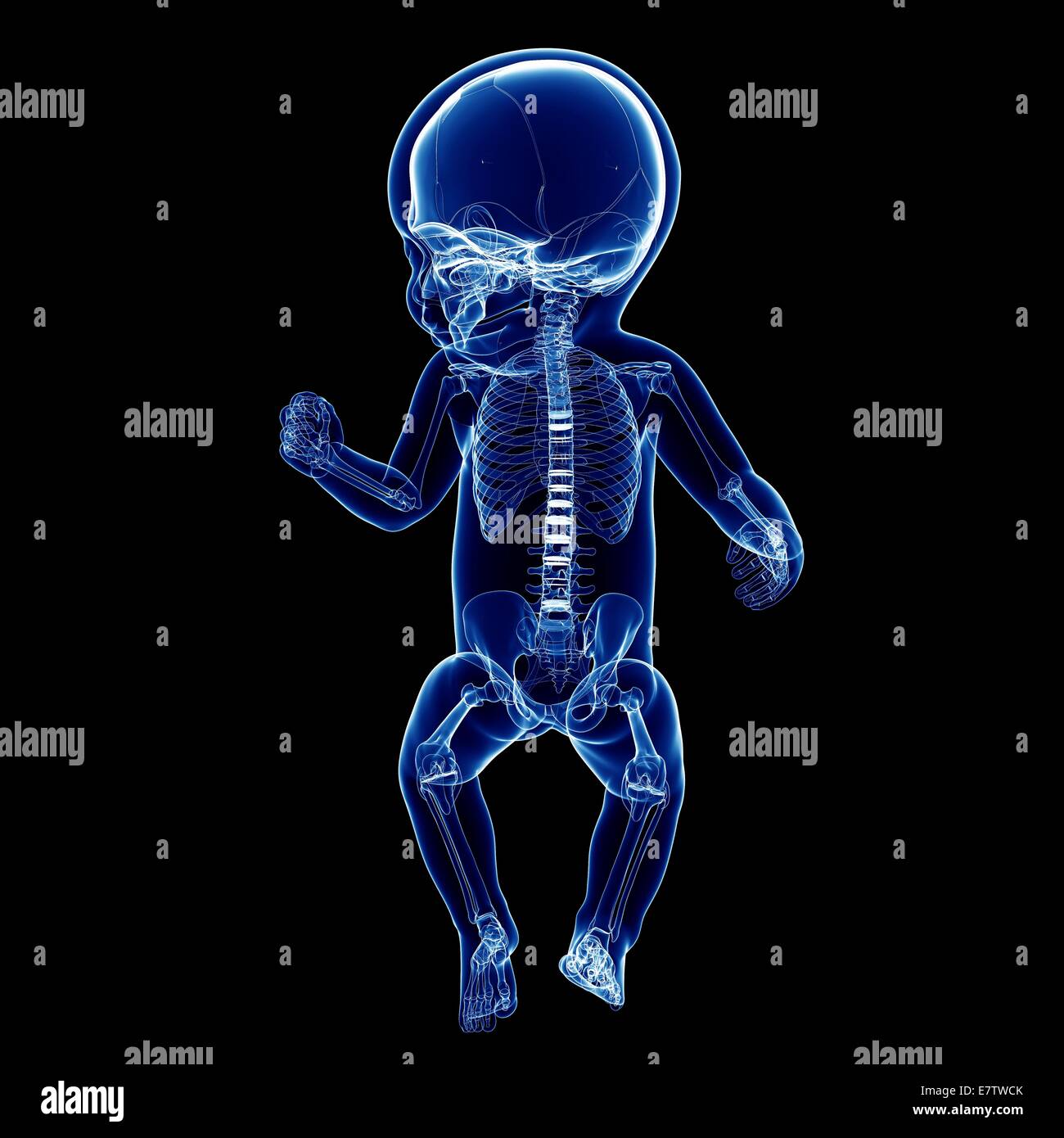 Baby's skeletal system, computer artwork Stock Photo - Alamy
