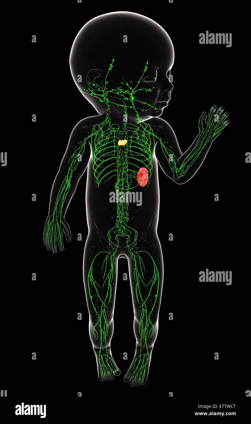 Babys lymphatic system hi-res stock photography and images - Alamy