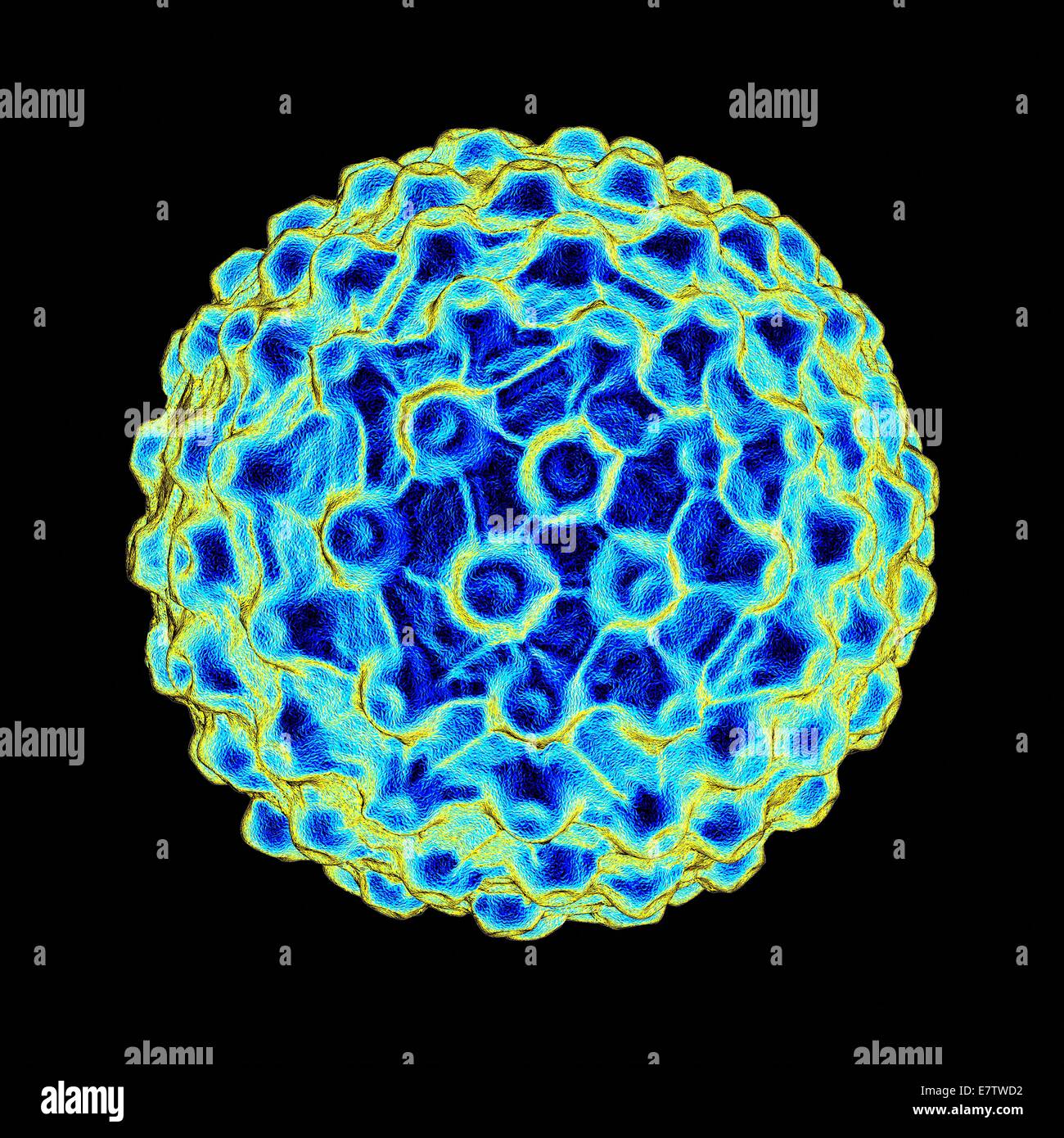 Herpes simplex, computer artwork Stock Photo - Alamy