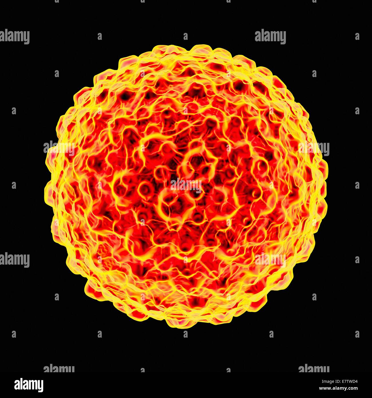 Herpes simplex, computer artwork Stock Photo - Alamy