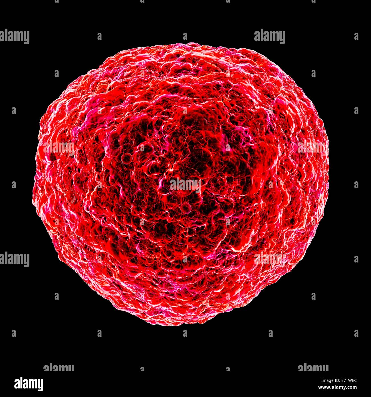 Human t cell leukemia virus hi-res stock photography and images - Alamy