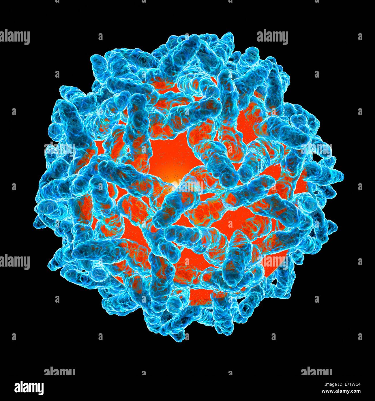Yellow fever virus, computer artwork Stock Photo - Alamy