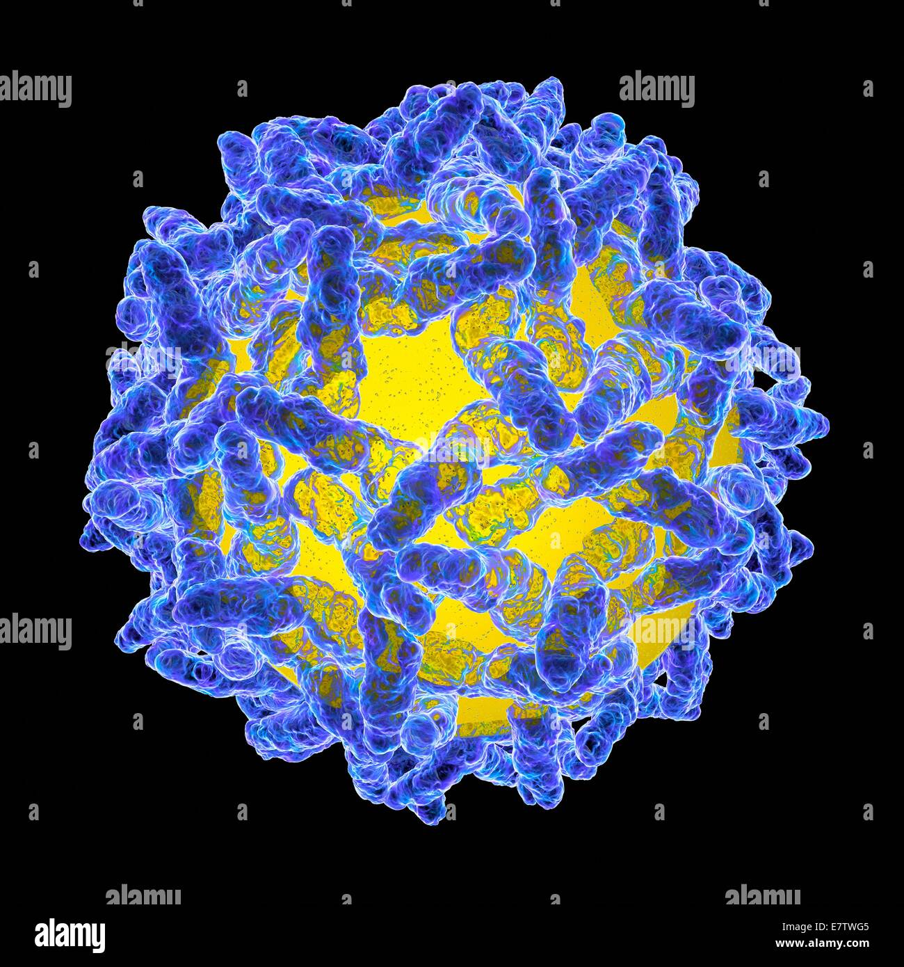 Yellow fever virus particle hi-res stock photography and images - Alamy