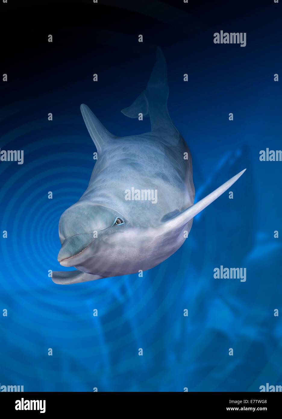 Dolphin using echo location, computer artwork Stock Photo - Alamy