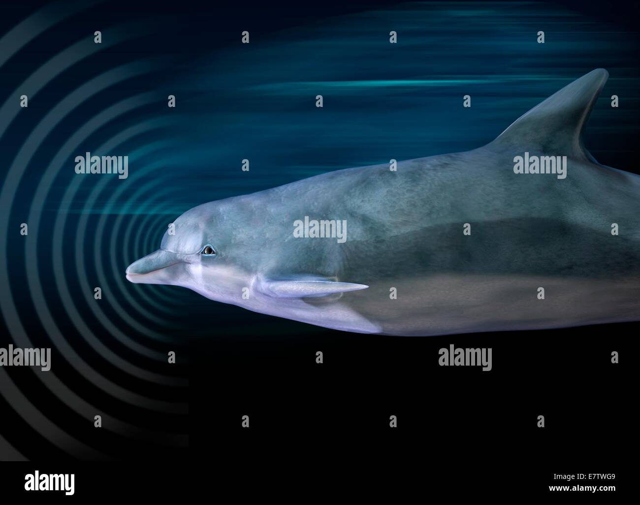 Dolphin using echo location, computer artwork Stock Photo - Alamy