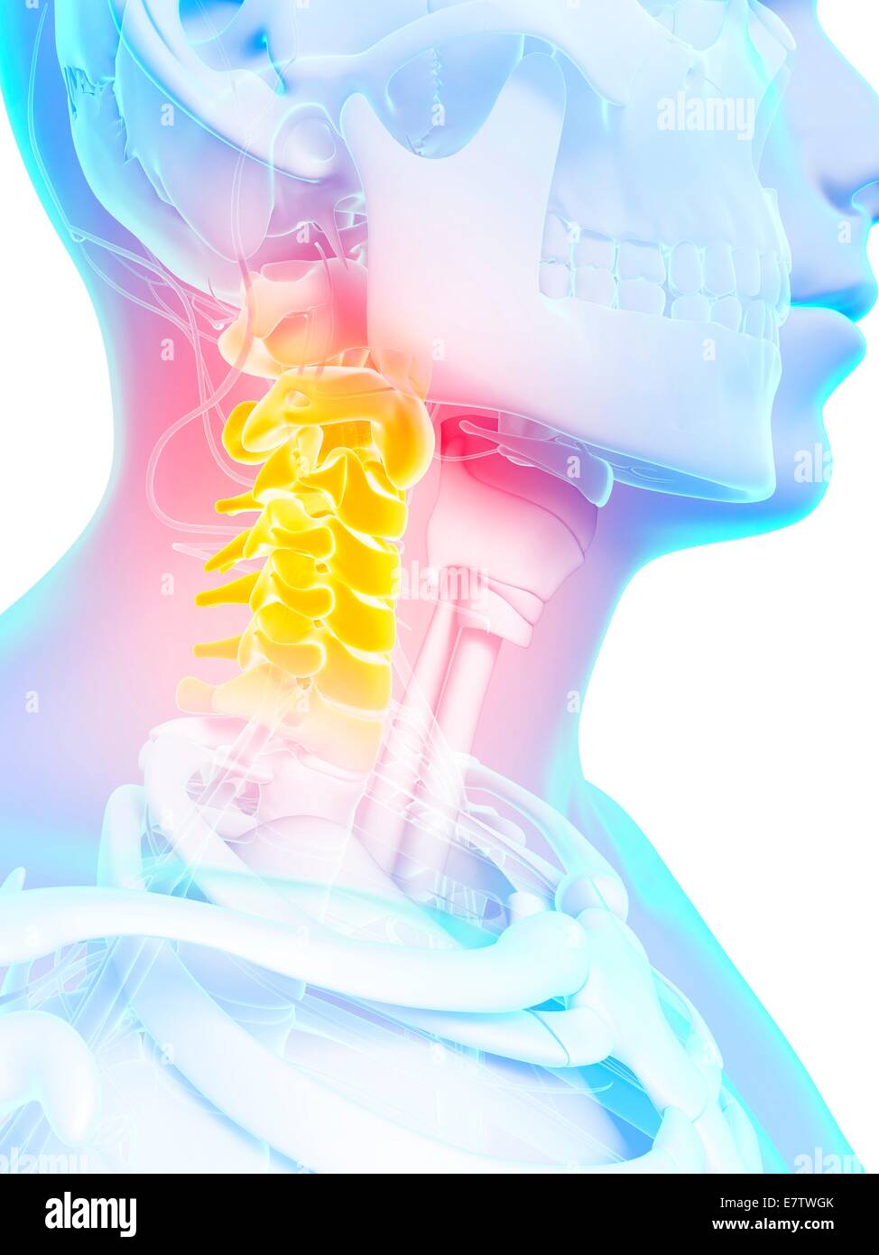 Anatomy human spine neck pain Cut Out Stock Images & Pictures - Alamy