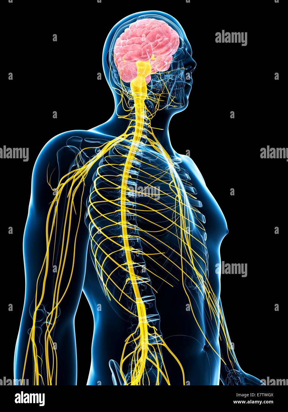 Human nervous system, computer artwork Stock Photo - Alamy