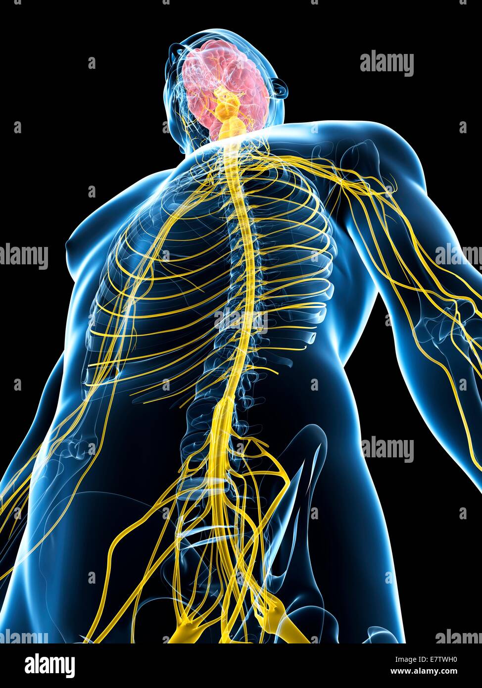 Human nervous system, computer artwork Stock Photo - Alamy