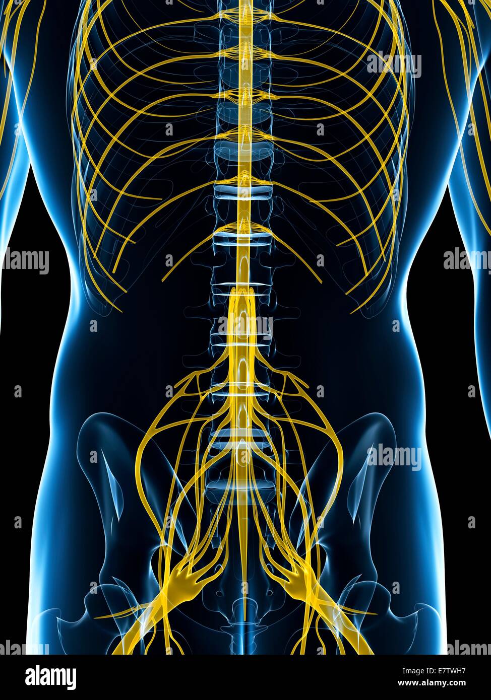Human nervous system, computer artwork Stock Photo - Alamy