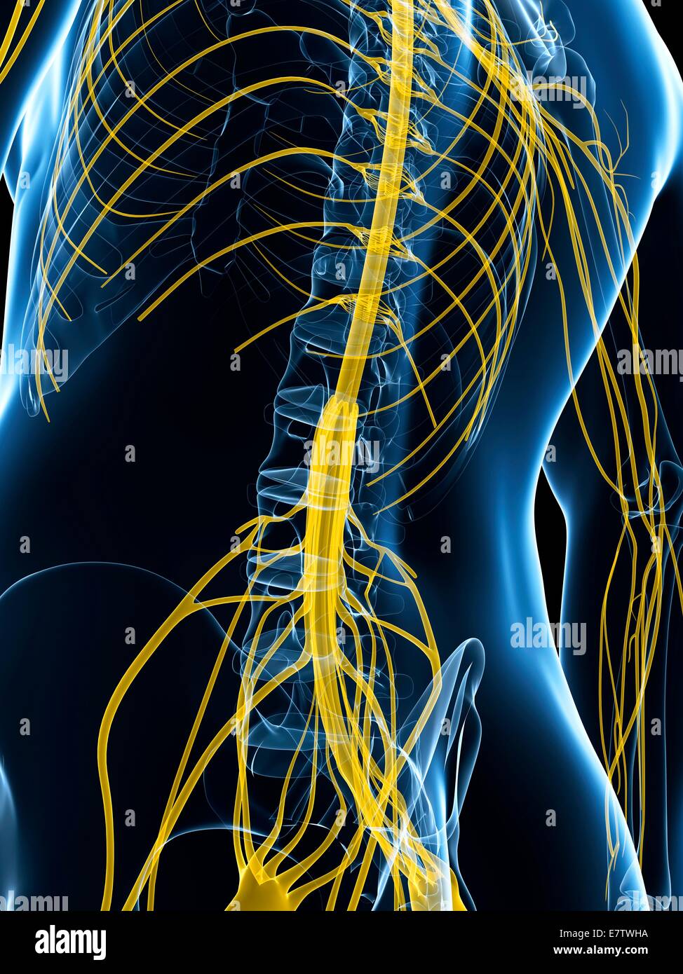 Human nervous system, computer artwork Stock Photo - Alamy