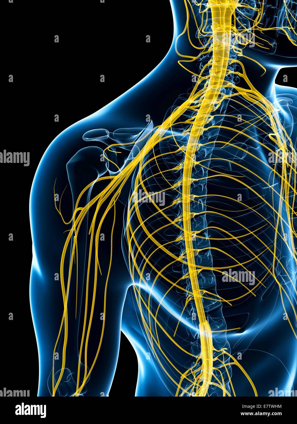 Human nervous system, computer artwork Stock Photo - Alamy